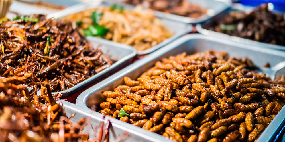 Conectando Pacientes | Cinco razones por las que comer insectos como ...